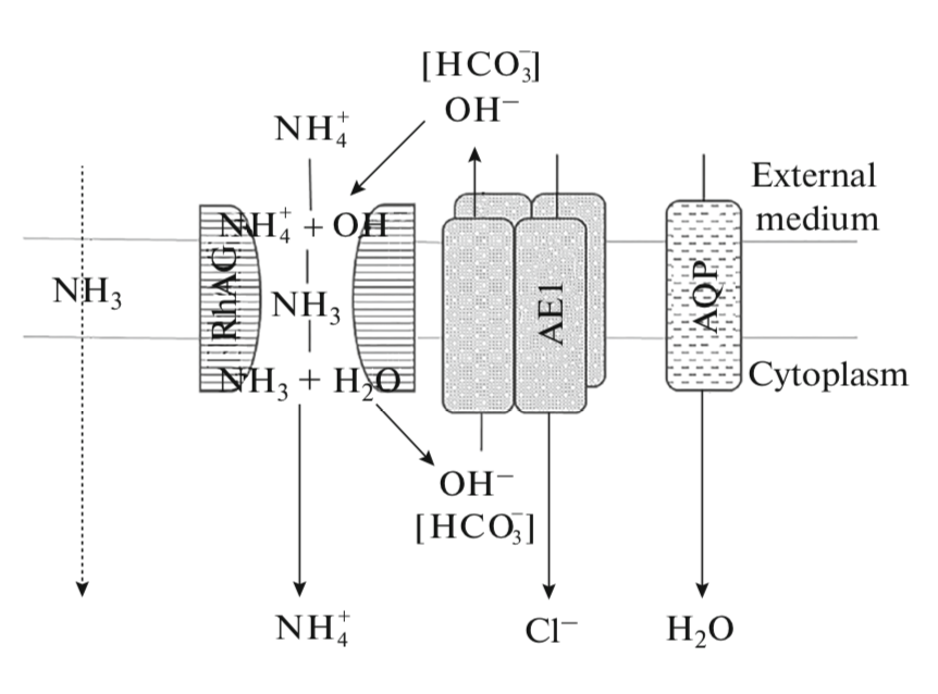 RBC (ACK) lysis buffer の作り方【実験プロトコル】
